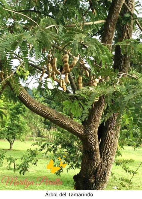 árbol Frutal De Tamarindo Árboles Frutalesforestales Cipreses Y
