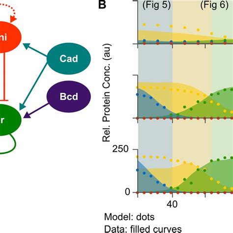 Effect Of The Time Dependence Of Maternal Gradients On Gap Gene Pattern