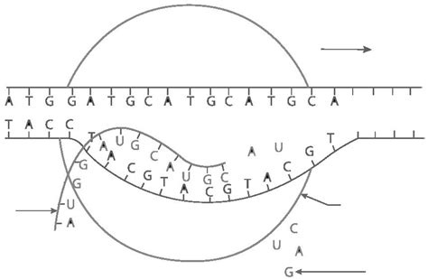 Bph Transcription Diagram Quizlet