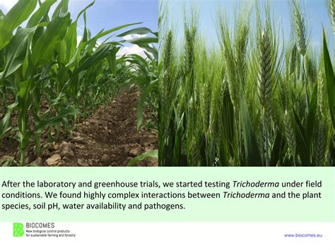 Slideshare Presentation Fusarium Ppt Gardening Home And Garden