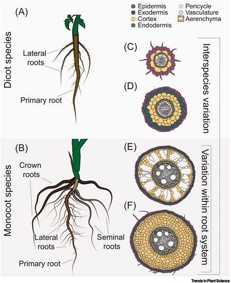 Root Cell Types As An Interface For Biotic Interactions Trends In Plant Science