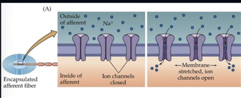 Kaarten The Auditory System Central Processing Quizlet