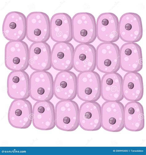 Human Epidermal Cell