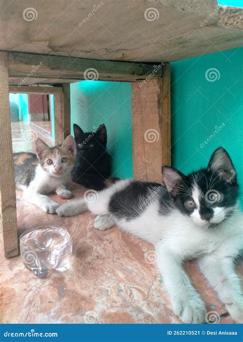 The Cute Kitten Stock Image Image Of Cute Blackall 262210521