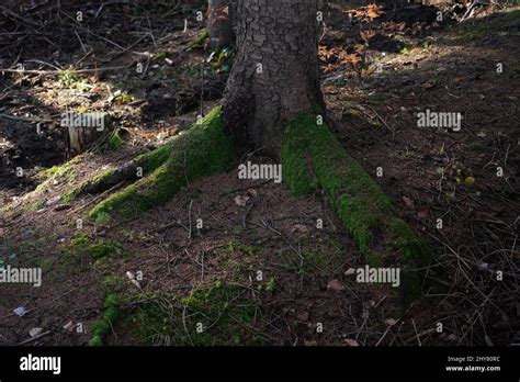 Close Up Shot Of Tree Roots Coming Out From The Ground Of The Forest Covered With Mosses Stock