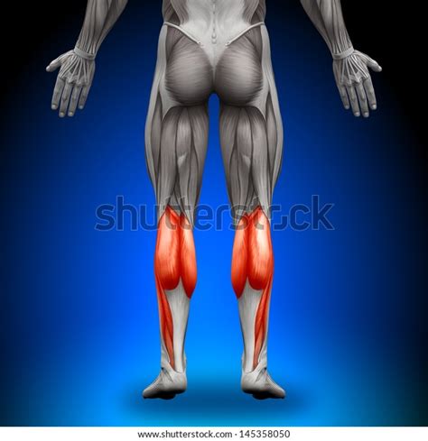 Calves Anatomy Muscles Stock Illustration 145358050