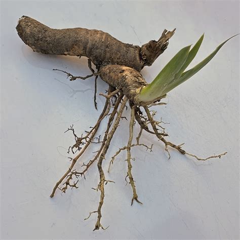 Irisgermanicarhizomerootsnovmmf