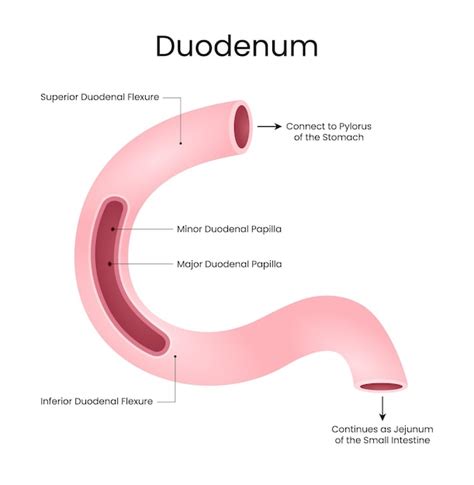 Premium Vector Structure Diagram Of The Duodenum