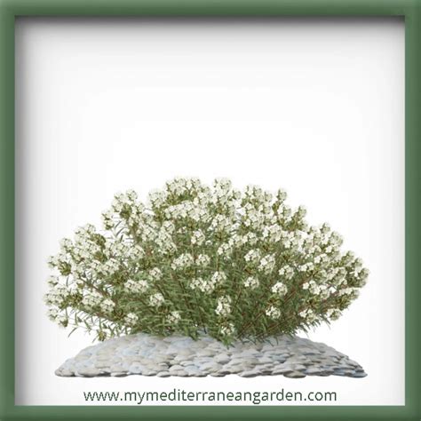 Thyme Plants For Your Dry Garden