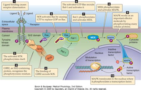 Cell Biology Exam 5 Cell Signaling 3 Flashcards Quizlet
