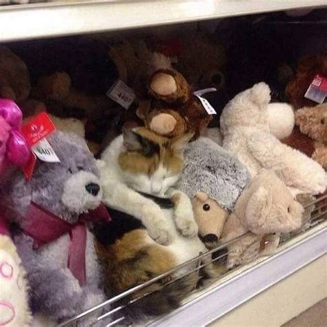 인형 고르던 아이가 갑자기 소리질러 놀란 엄마가 달려갔다가 마주한 상황 애니멀 플래닛