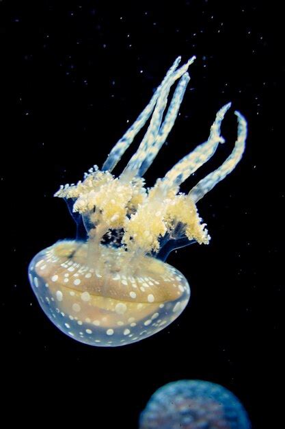 Cheese Cuttlefish Wave Images Free Download On Freepik