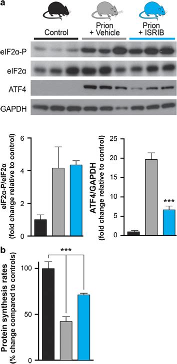Isrib Restores Translation In Prion Diseased Mice Downstream Of Eif2α