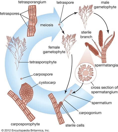 Algae Diagram Labeled