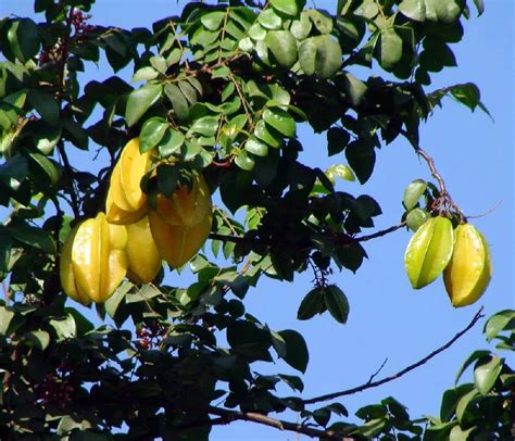 Star Fruit Tree