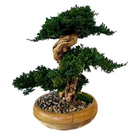 Triple Preserved Juniper Bonsai In Mango Wood Bowl Indoor