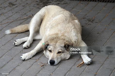 보도에 누워 슬픈 길 잃은 개 0명에 대한 스톡 사진 및 기타 이미지 0명 갈색 개 Istock