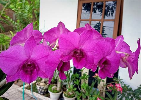 Red Dendrium Orchid Flower Growing On A Tree Trunk Kasongan Stock