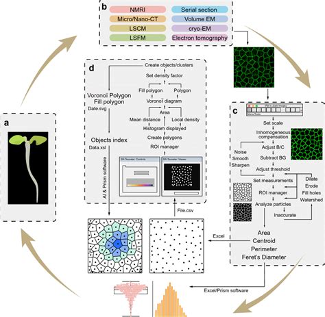 flowchart of the procedure a a plant sample arabidopsis seedling