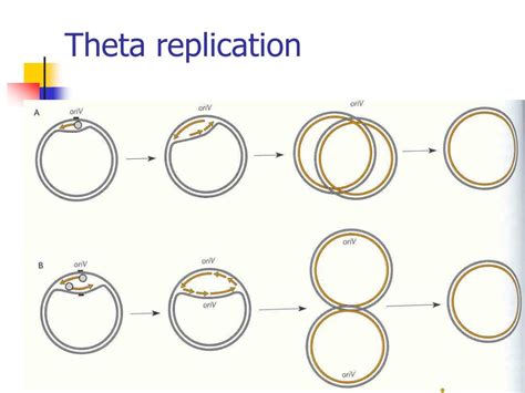 Ppt Microbial Genetics Micr340 Powerpoint Presentation Free