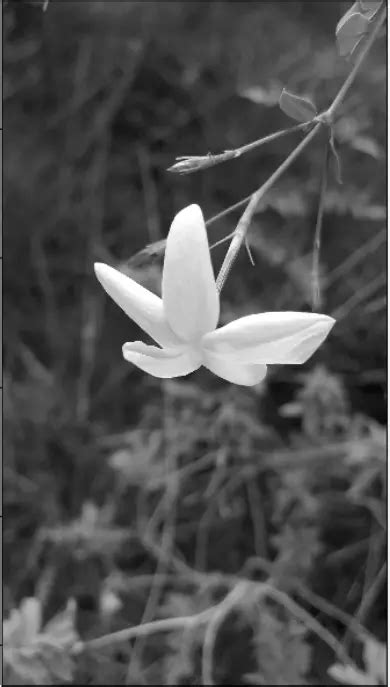 How To Perform Edge Detection In Python Using Opencv The Python Code