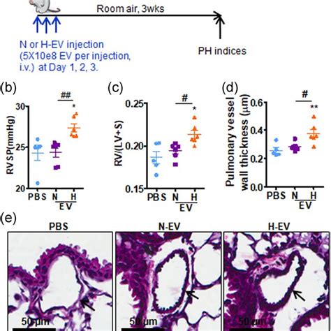 Hypoxic Pvec‐derived Ev H‐ev Induce Pasmc Proliferation In Culture