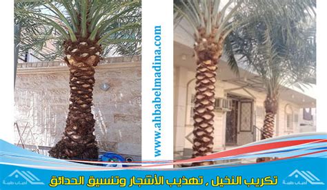 تكريب النخيل بابها للإيجار أفضل عامل تكريب نخل باستخدام منشار تكريب