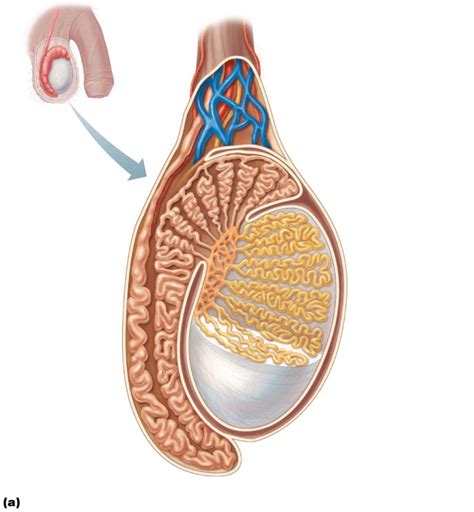 Anatomie Du Scrotum Humain Épididyme Anatomie Pathologies