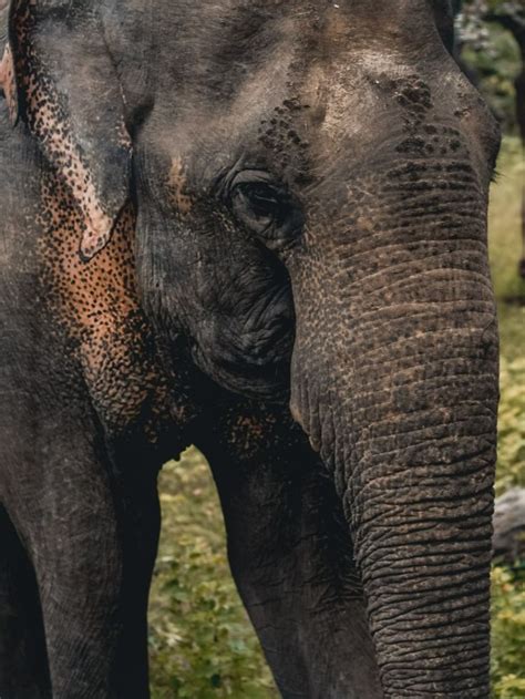 The Sri Lankan Elephant Elephas Maximus Maximus Is Native To Sri