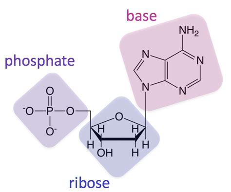 Structure Of Nucleic Acids
