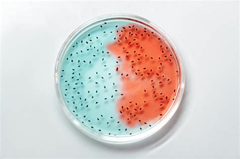 Protein Promiscuity Is Critical For Nutrition And Drug Absorption