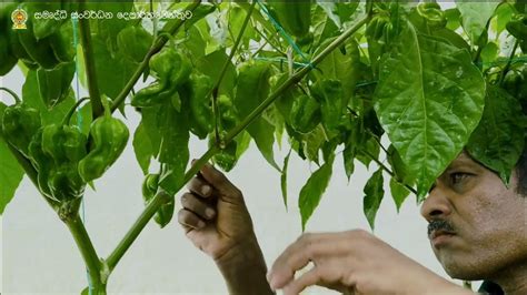 හරිතාගාර ව්‍යාපෘතියේ නයි මිරිස් වගාවේ පළමු අස්වනු නෙළීම සමනලවැව සමෘද්ධි පුහුණු මධ්‍යස්ථානය