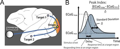 Efficient Communication Dynamics On Macro Connectome And The Propagation Speed Scientific Reports