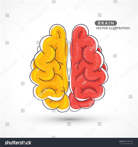 Handdrawn Colored Brain Color Sketch Brain Vector Có Sẵn Miễn Phí Bản