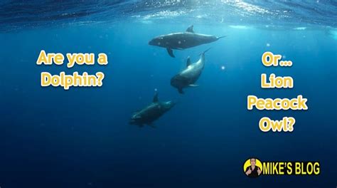Are You A Dolphin Peacock Owl Or A Lion