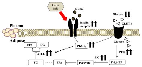 五倍子没食子酸 a Universal Antioxidant