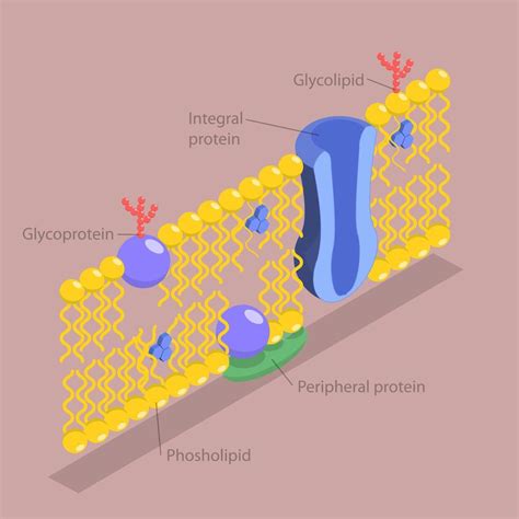 Cell Membrane Structure And Function Diagram 68591891 Vector Art At Vecteezy