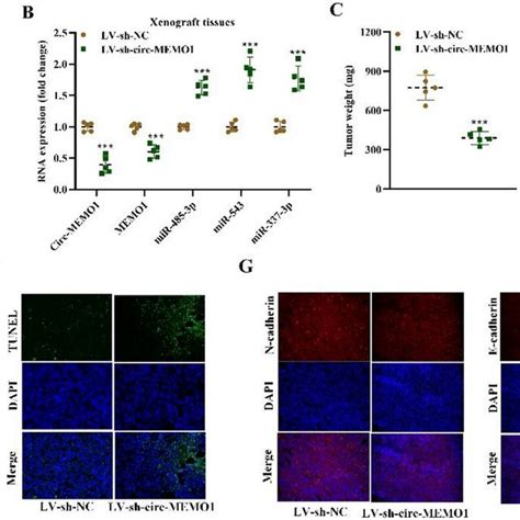 Oncogenic Function Of Circ Memo1 In Lovo Derived Xenograft Mouse Model Download Scientific