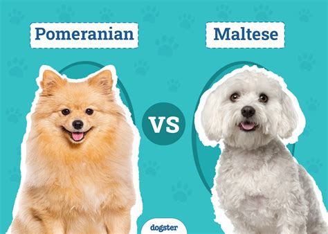 Pomeranian Vs Maltese Key Differences Explained With Pictures Dogster