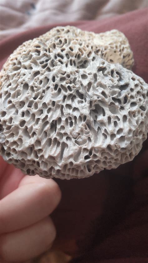 Fossilized Sponge Or Worm Colony Fossil ID The Fossil Forum