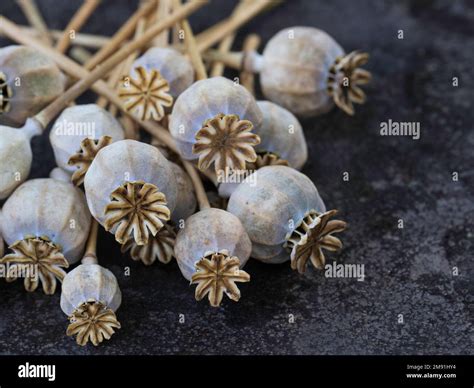 A Closeup Of Bunch Of Dried Poppy Pods With Stem On Wet Ground Stock