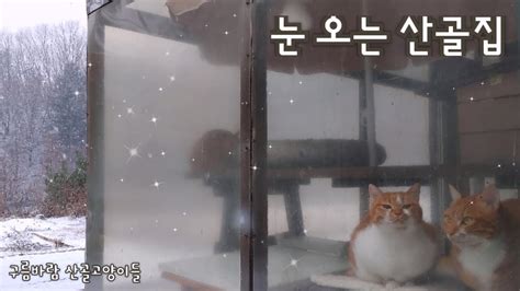 336화 산골 눈풍경 고양이 겨울집 바람 속에 낙엽퇴비 만든다고 장작난로 음식 콩나물밥 Youtube