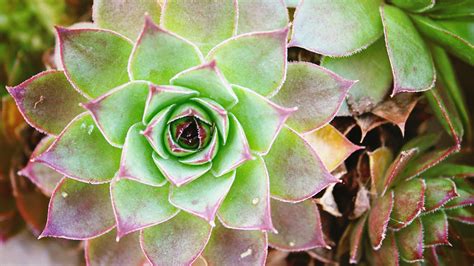 Succulents Flower Wallpapers 4k Hd Backgrounds On Wallpaperbat