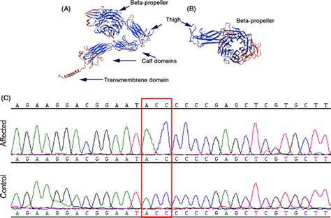 Illustration Of The Predicted Wildtype Protein Structure A For