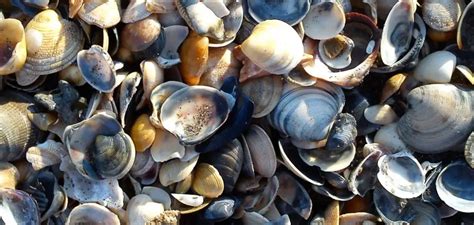 Clams Dream Meaning Complete Guide 2025 Clams Dream Meaning Complete Guide 2025