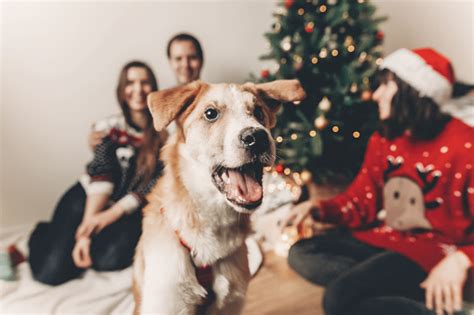 세련 된 스웨터와 귀여운 재미 강아지 크리스마스 트리 조명에 축 하에 행복 한 가족 감정적인 순간입니다 메리 크리스마스 그리고 새 해 복 많이 받으세요 개념입니다 텍스트를