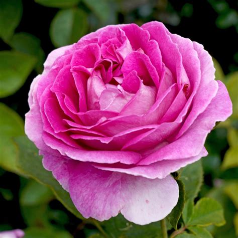 Rose Raspberry Cupcake Pbr Garden Express