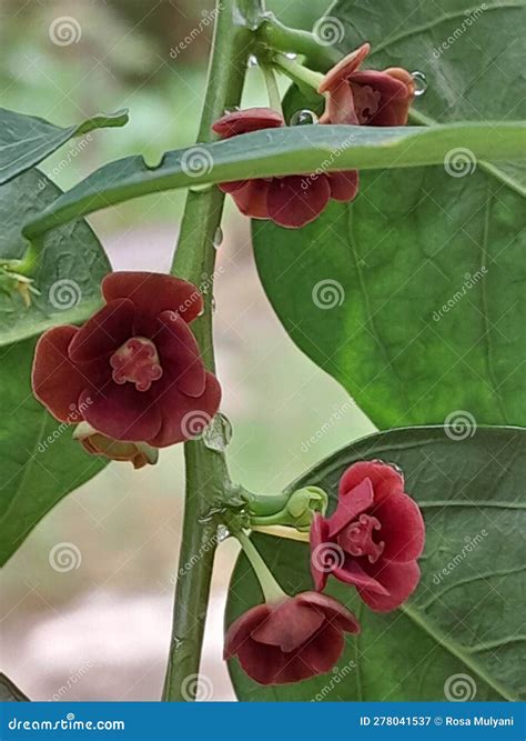 Photos Of Beautiful Katu Flowers Typical Indonesian Plants Stock Image
