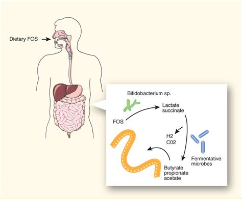 Metabolic Cross Feeding During Gut Colonization Download Scientific Diagram