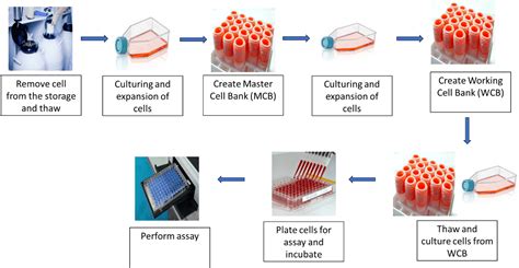 Assay Ready Cells Always Ready To Perform The Assay